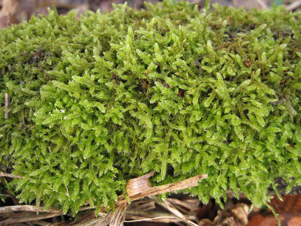 National Moss Day (21st October 2023) | Wildlife Trust for Beds Cambs ...