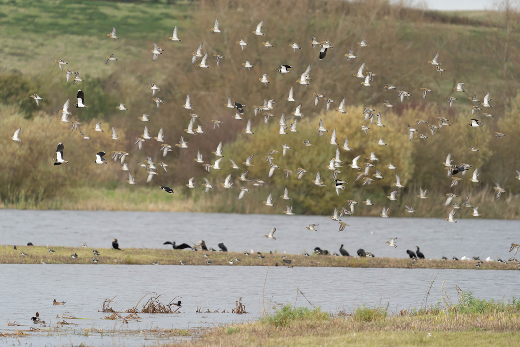 Reprofiling Habitats for Waders in the Nene Valley | Wildlife Trust for ...