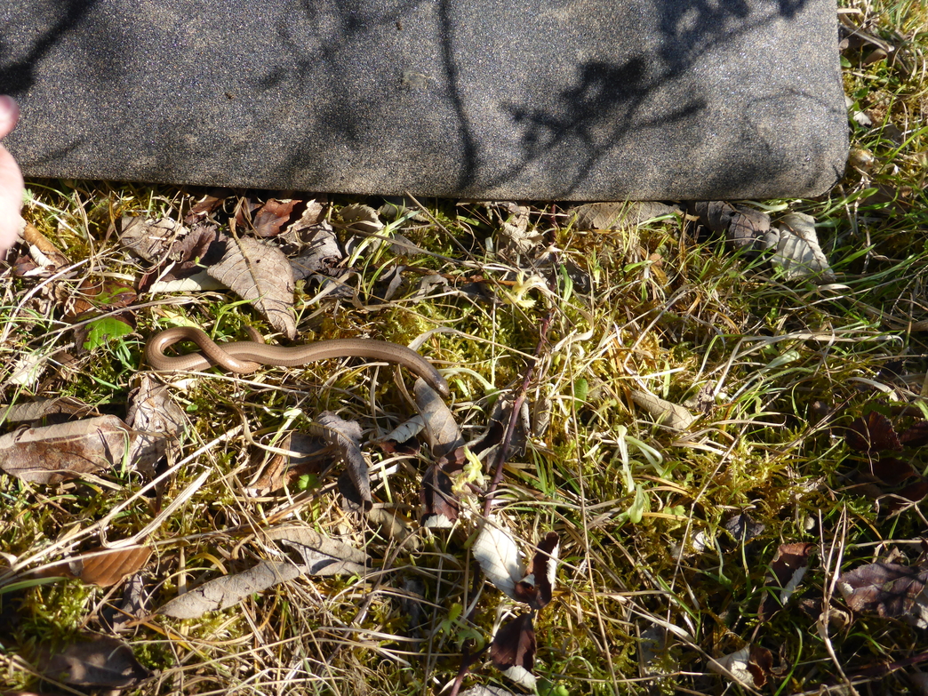 Settling Slow Worms | Wildlife Trust for Beds Cambs & Northants