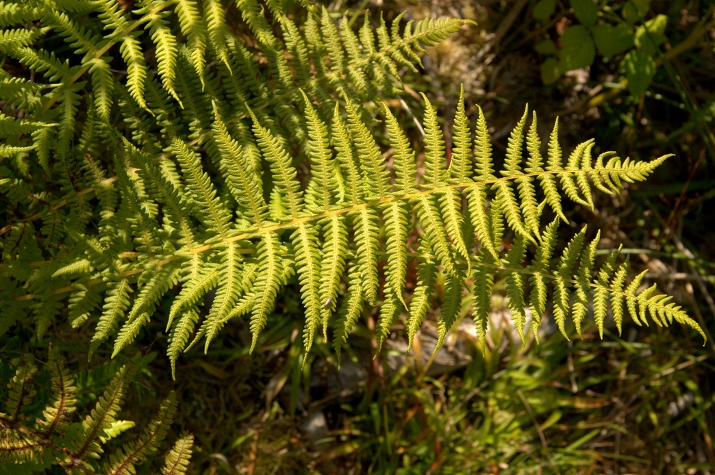 The Latest Climate Challenge | Wildlife Trust for Beds Cambs & Northants