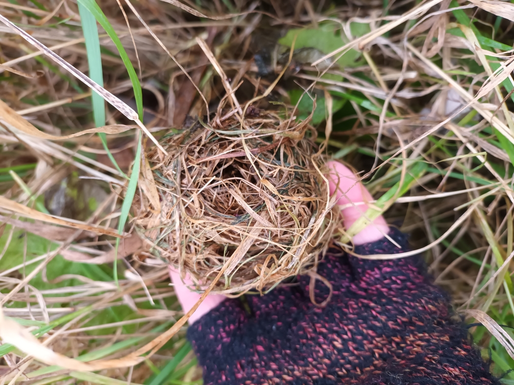 It Takes a Village: Two Years on at Strawberry Hill | Wildlife Trust ...