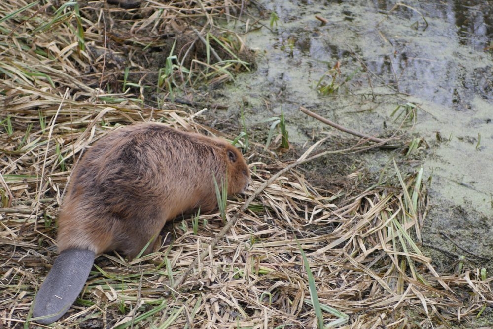 Project Beaver | Wildlife Trust for Beds Cambs & Northants