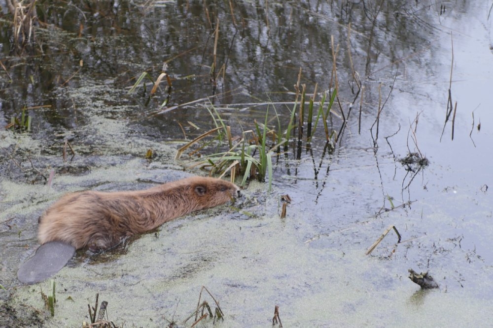 Project Beaver | Wildlife Trust for Beds Cambs & Northants