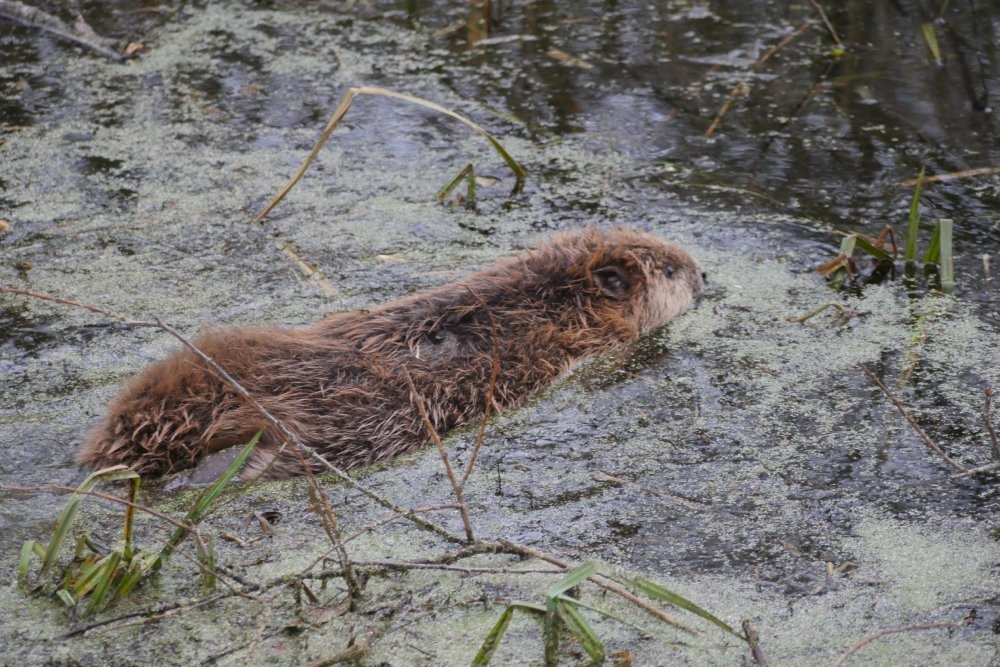 Project Beaver | Wildlife Trust for Beds Cambs & Northants