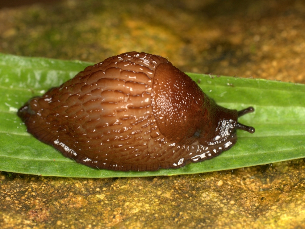 A good century for slugs | Wildlife Trust for Beds Cambs & Northants