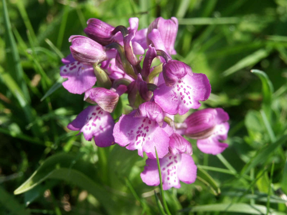 Cowslips and orchids at Chettisham Meadow | Wildlife Trust for Beds ...