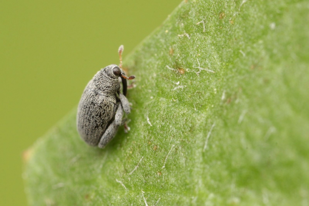 Lesser of two weevils | Wildlife Trust for Beds Cambs & Northants