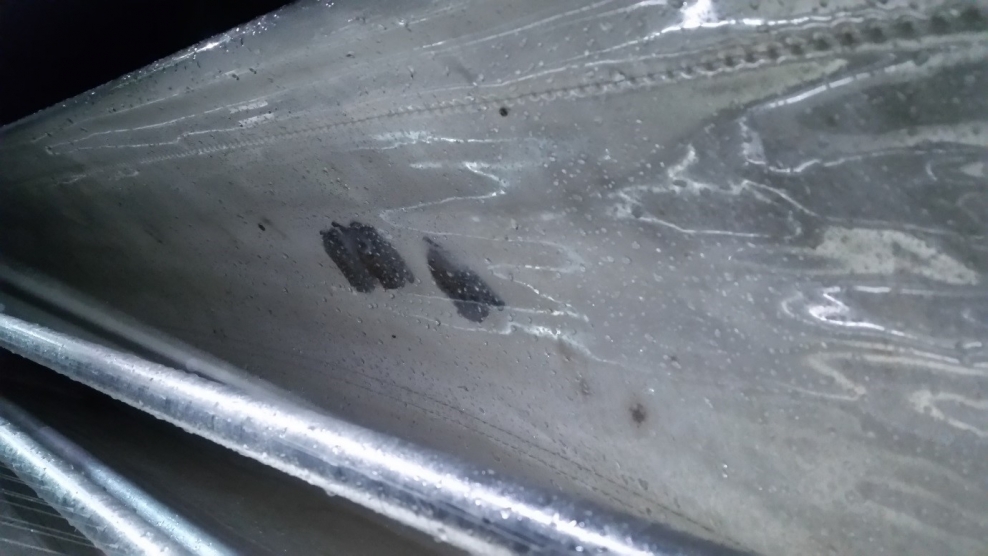 Bats in the mist | Wildlife Trust for Beds Cambs & Northants