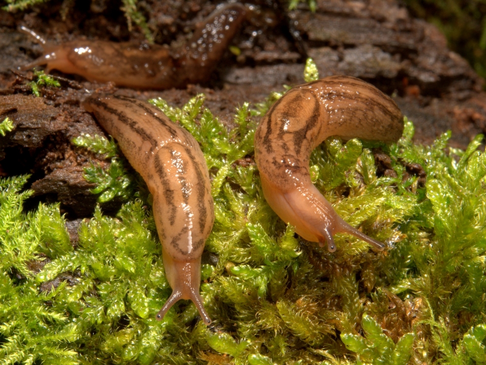 A good century for slugs | Wildlife Trust for Beds Cambs & Northants