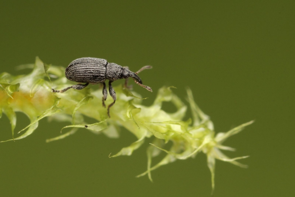 Lesser of two weevils | Wildlife Trust for Beds Cambs & Northants