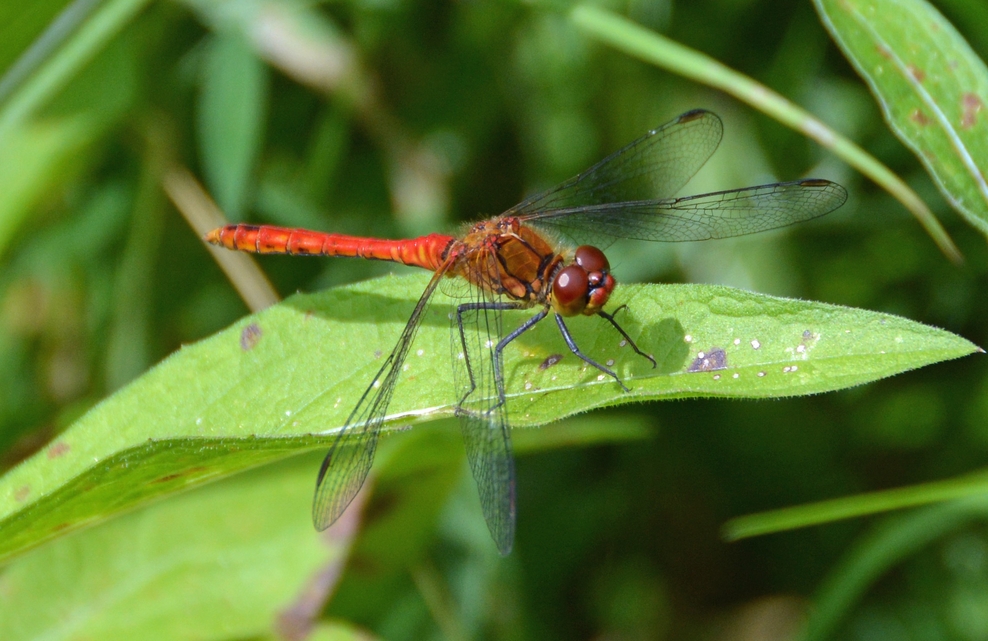 Fabulous Felmersham at 60 | Wildlife Trust for Beds Cambs & Northants