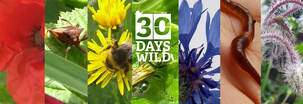 It's been a wild month! | Wildlife Trust for Beds Cambs & Northants
