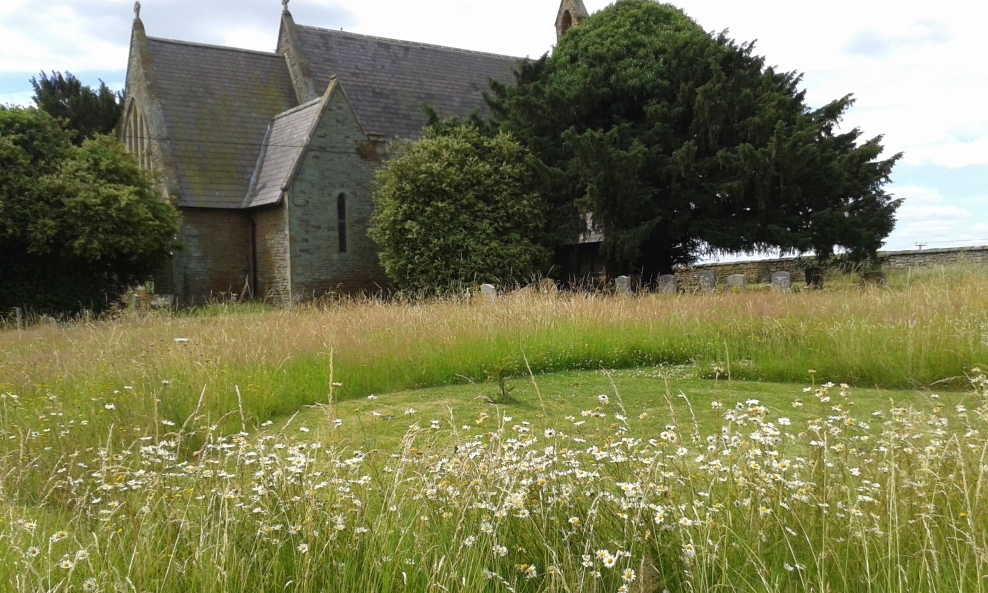 Wild churchyards | Wildlife Trust for Beds Cambs & Northants