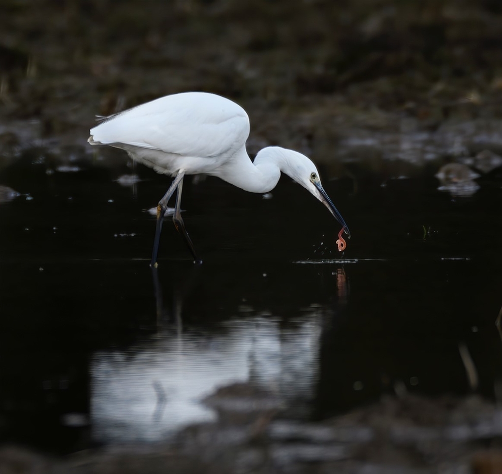 Wildlife Photographer Showcase: Colin Bradshaw | Wildlife Trust for ...