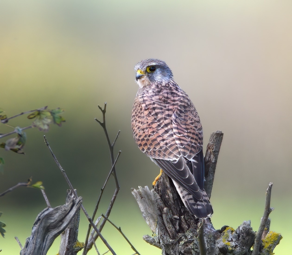Wildlife Photographer Showcase: Colin Bradshaw | Wildlife Trust for ...