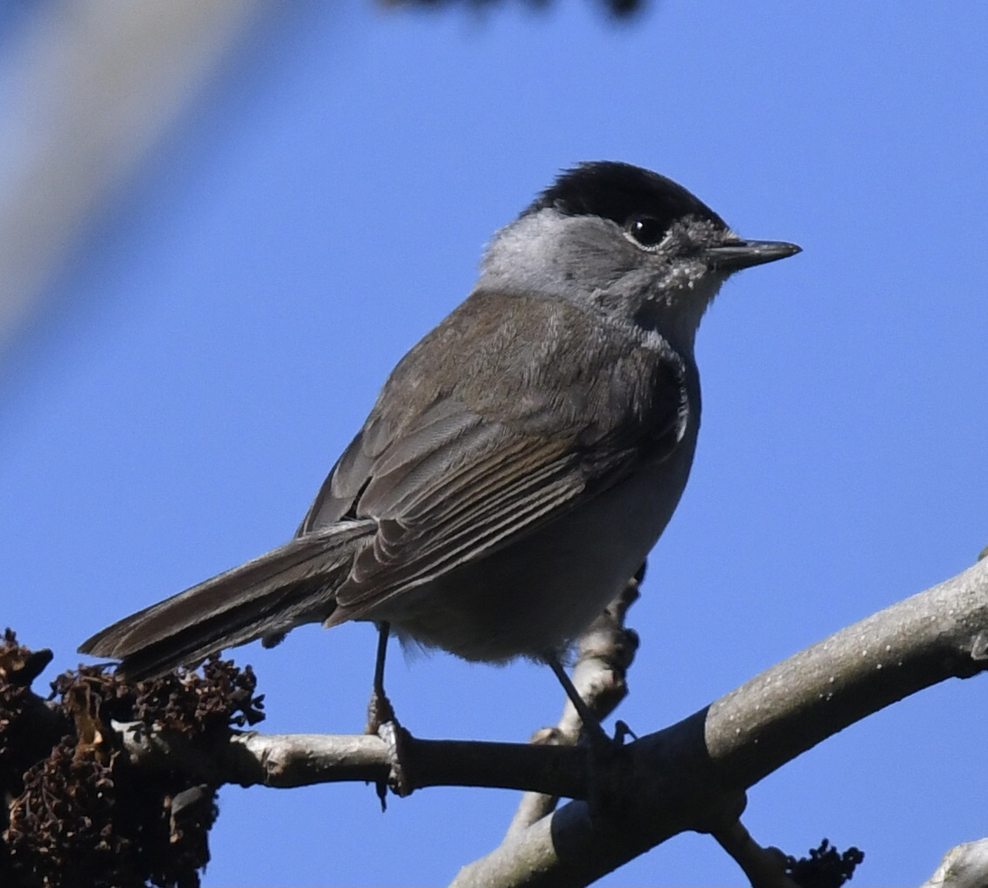 A spring awakening for wildlife on our reserves | Wildlife Trust for ...