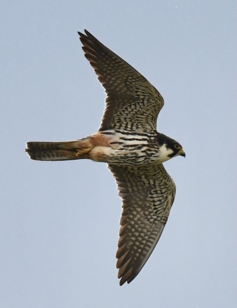 A spring awakening for wildlife on our reserves | Wildlife Trust for ...