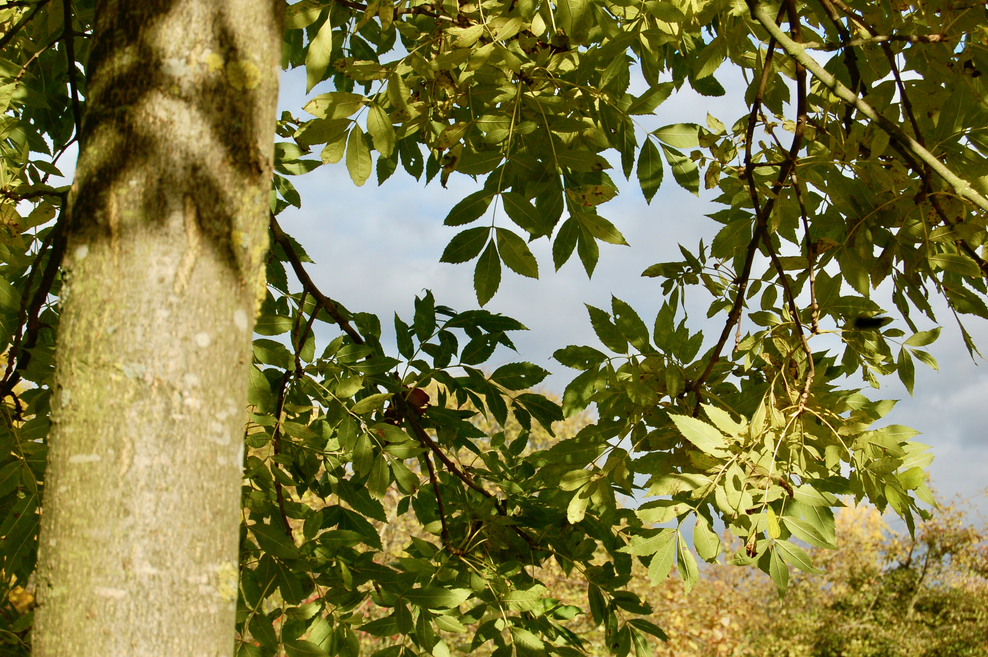 Ash dieback | Wildlife Trust for Beds Cambs & Northants