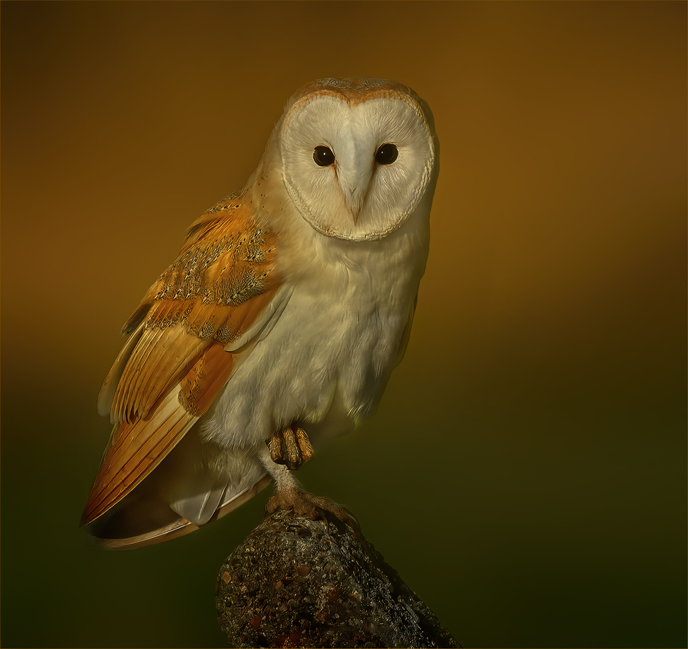 Photography Competition 2021 Winners | Wildlife Trust for Beds Cambs ...