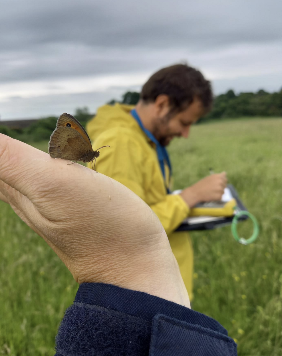 Banking on Butterflies | Wildlife Trust for Beds Cambs & Northants