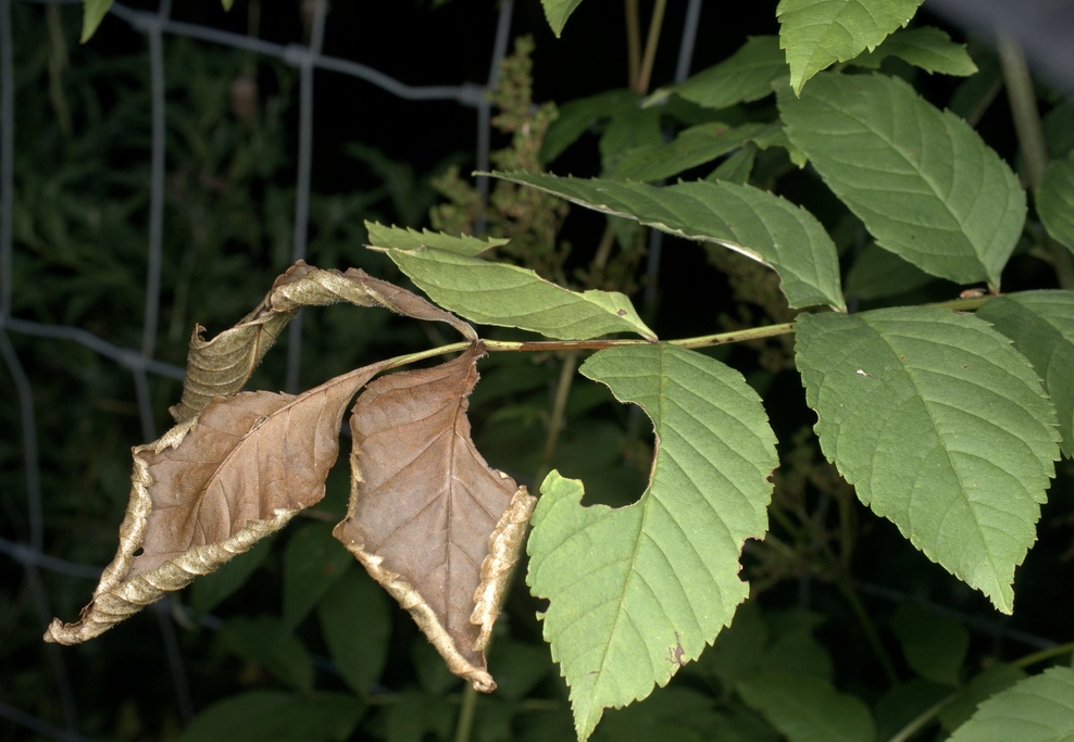 Ash Dieback Fund | Wildlife Trust for Beds Cambs & Northants