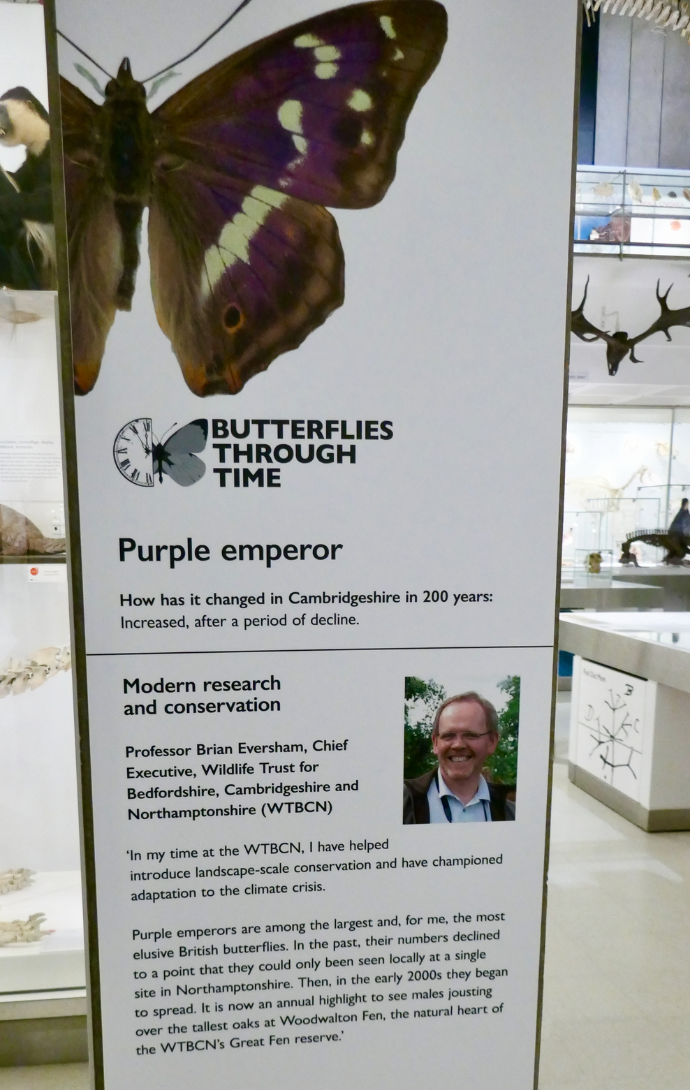 Butterflies Through Time exhibition | Wildlife Trust for Beds Cambs ...