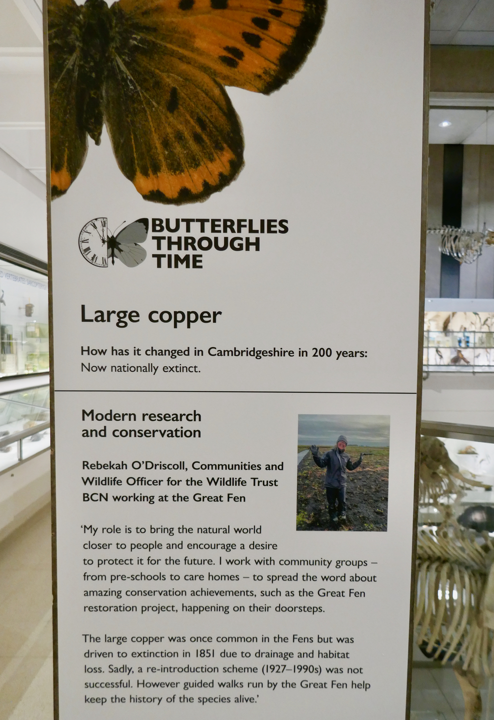 Butterflies Through Time exhibition | Wildlife Trust for Beds Cambs ...