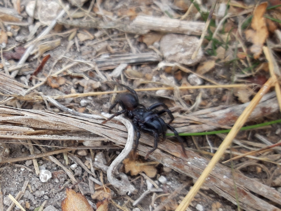 Tarantula spotted near Cambridge | Wildlife Trust for Beds Cambs ...
