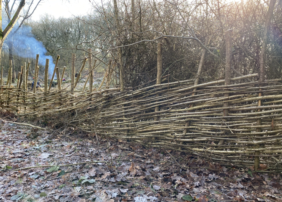 Hedgelaying at High Wood | Wildlife Trust for Beds Cambs & Northants