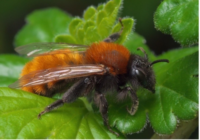 How to get into Macro Photography | Wildlife Trust for Beds Cambs ...