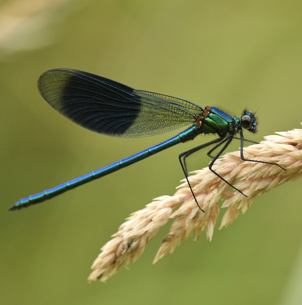 Harry Hog's Blog - finding solace in nature | Wildlife Trust for Beds ...
