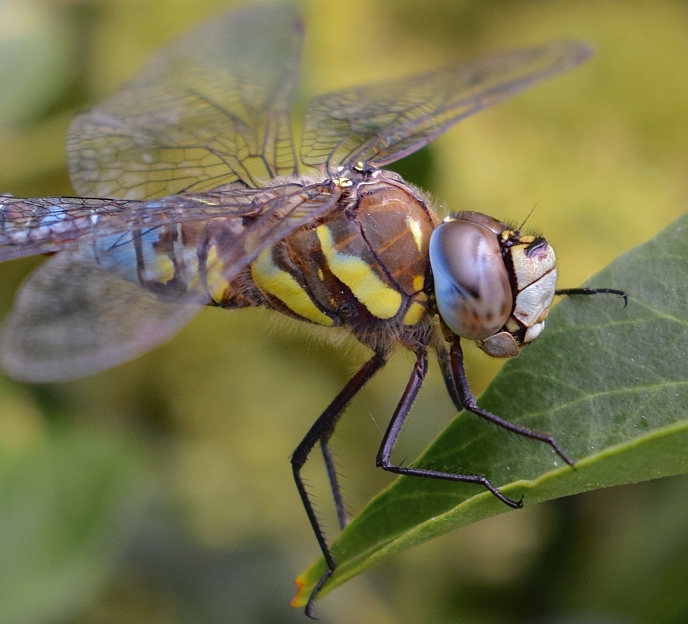 Harry Hog's Blog - finding solace in nature | Wildlife Trust for Beds ...