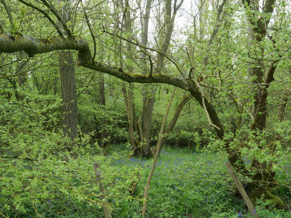 Ancient Woodland Inventory Survey Updates | Wildlife Trust for Beds ...