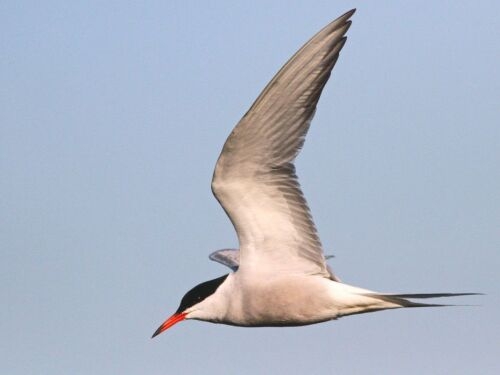Things take a Tern for the better | Wildlife Trust for Beds Cambs ...