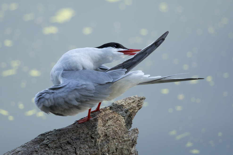 Things take a Tern for the better | Wildlife Trust for Beds Cambs ...