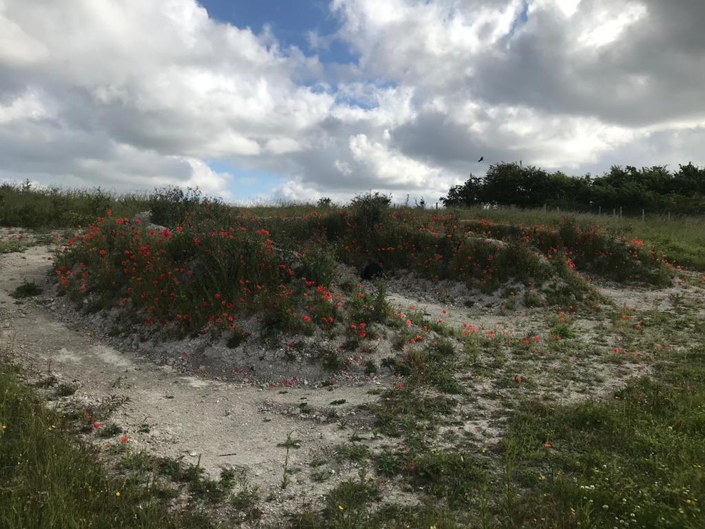 Butterfly Banks springing to life | Wildlife Trust for Beds Cambs ...