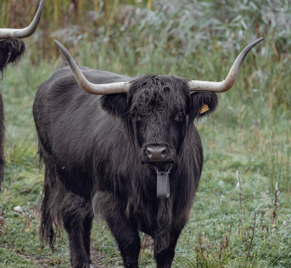 Nofence cattle collars | Wildlife Trust for Beds Cambs & Northants