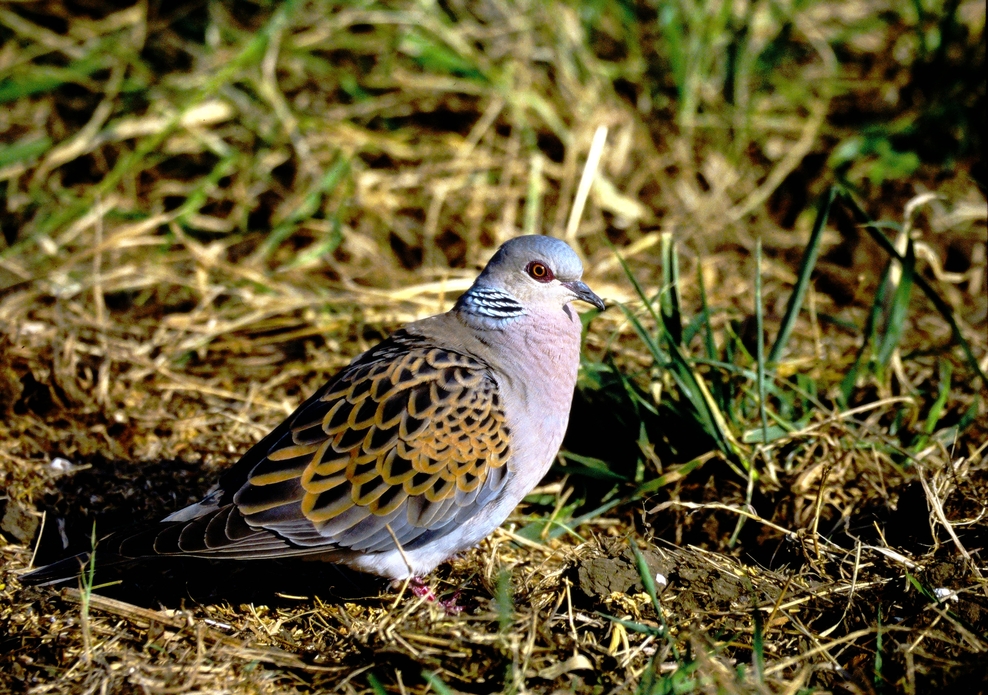 Our first year at Strawberry Hill | Wildlife Trust for Beds Cambs ...