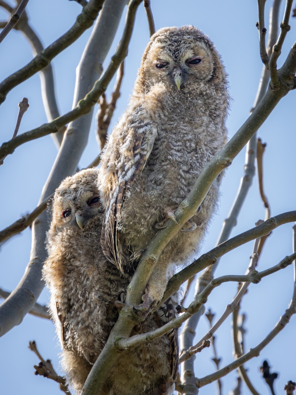 Summer Leys Updates: May 2024 | Wildlife Trust for Beds Cambs & Northants