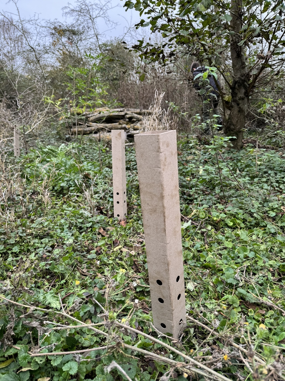 Tree Planting in the Nene Wetlands and Summer Leys! | Wildlife Trust ...