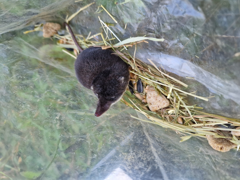 It Takes a Village: Two Years on at Strawberry Hill | Wildlife Trust ...