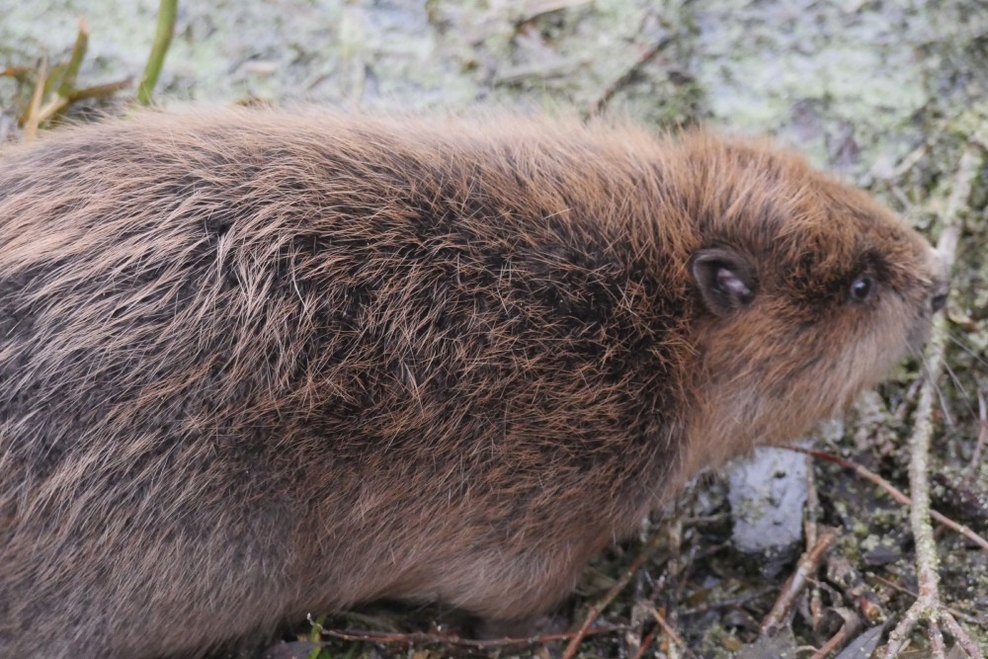 Project Beaver | Wildlife Trust for Beds Cambs & Northants