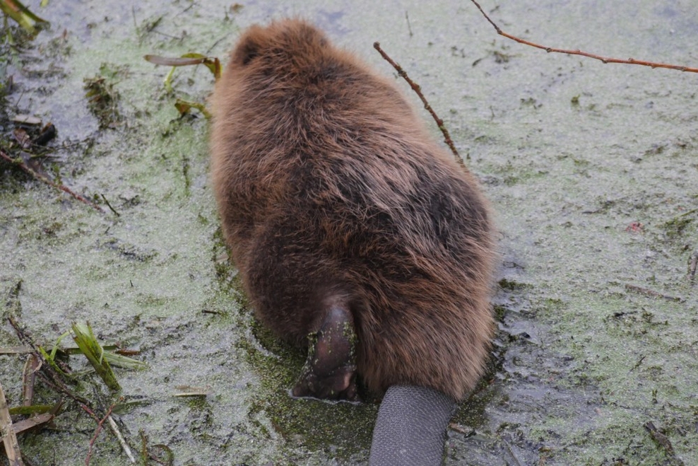 Project Beaver | Wildlife Trust for Beds Cambs & Northants