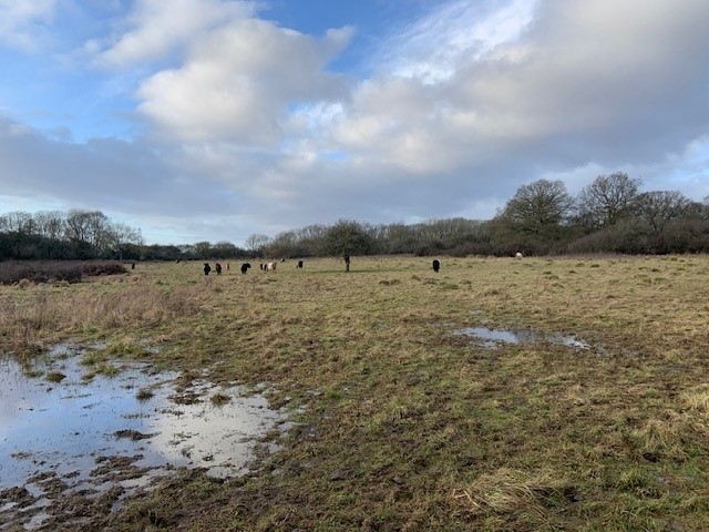Saving Castor Hanglands National Nature Reserve | Wildlife Trust for ...