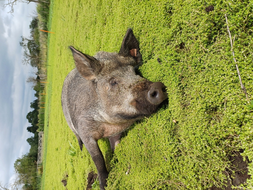 Prehistoric pigs helping to create a home for wetland birds | Wildlife ...