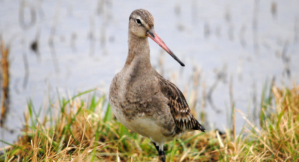 Reprofiling works at Summer Leys and Nene Wetland reserves | Wildlife ...