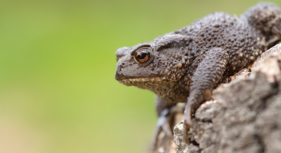 Why you should love toads (and other amphibians!) | Wildlife Trust for ...