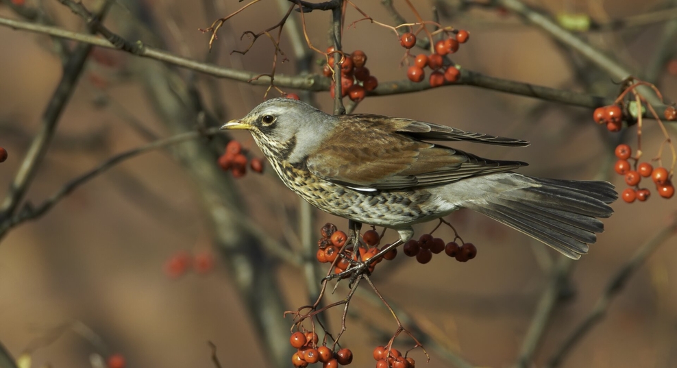 Winter thrushes | Wildlife Trust for Beds Cambs & Northants