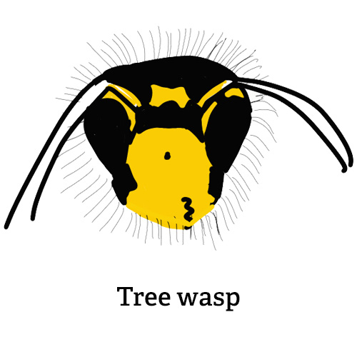 Lord of the Stings - Wasp ID Guide | Wildlife Trust for Beds Cambs ...