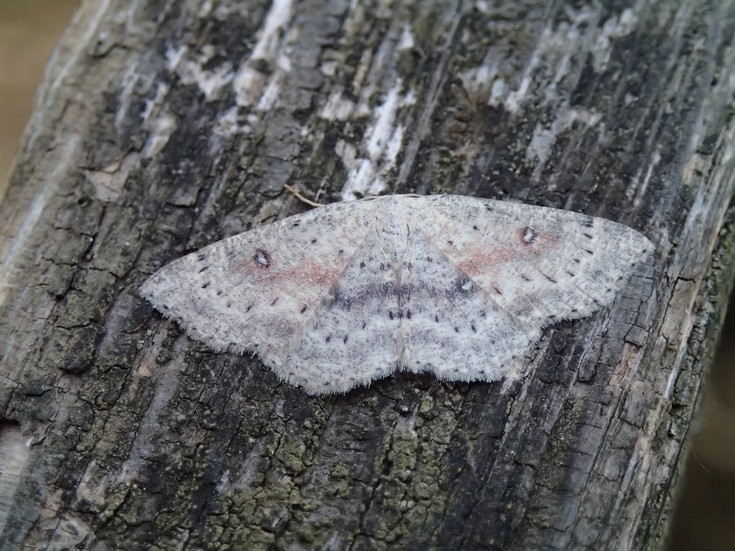 Summer moths at Pitsford and the changing of the seasons | Wildlife ...